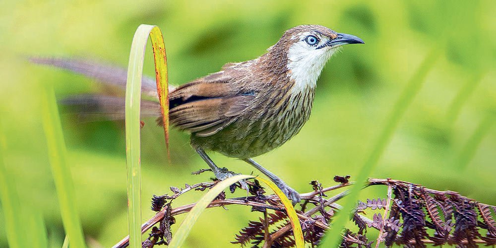 नेपालमा आजबाट चरा गणना सुरु हुँदै - Vrikuti News